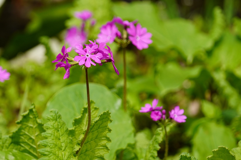 h-202306-04 – t-comnet