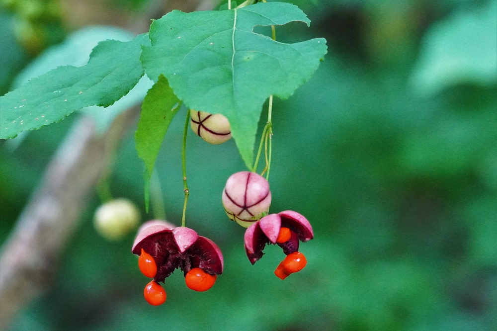 h-202310-01 – t-comnet