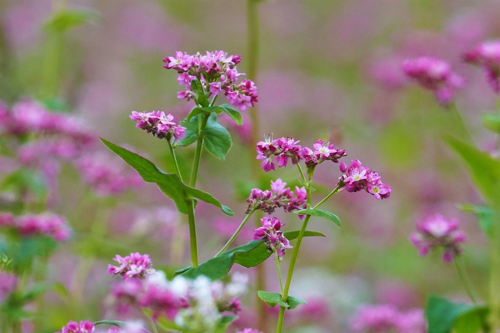 h-202310-04 – t-comnet