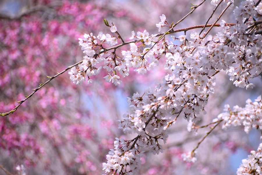 ha-202304-02 – t-comnet