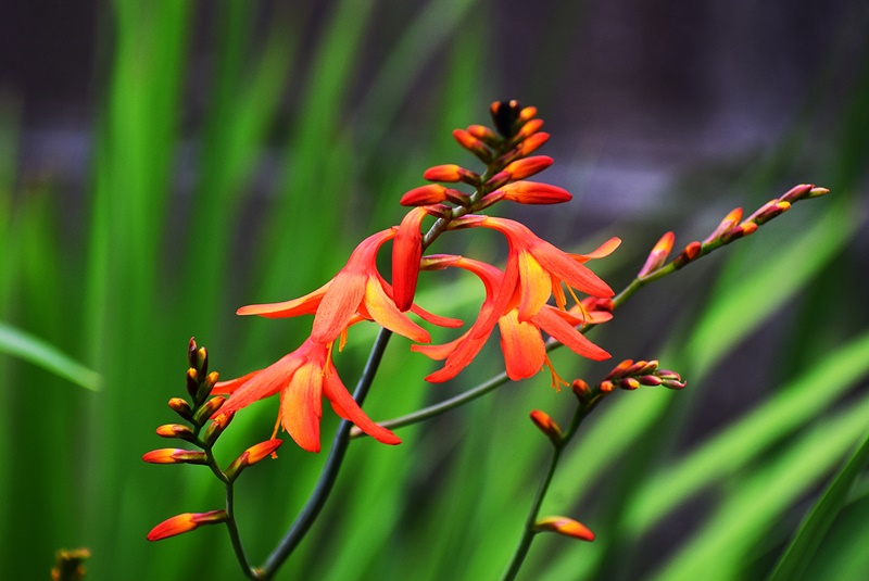 ha-202407-06 – t-comnet