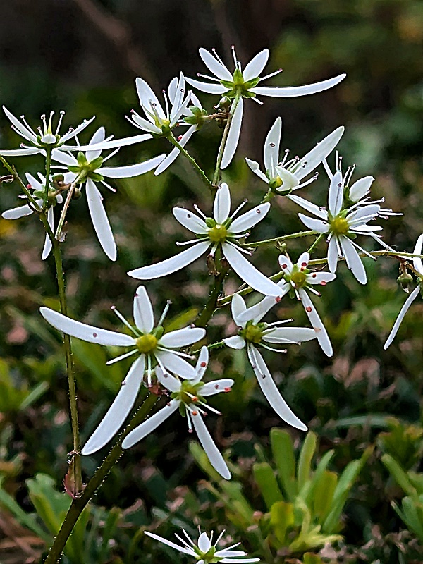 ha-202412-04 – t-comnet