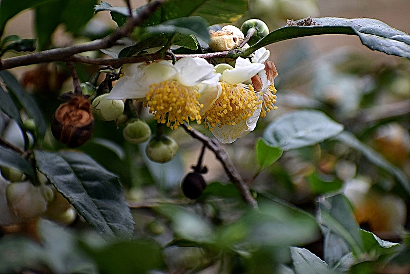 ha-202412-05 – t-comnet